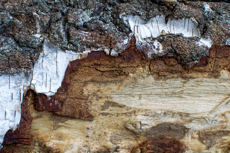 Birch tree plank textura stock image. Image of bark - 246550663