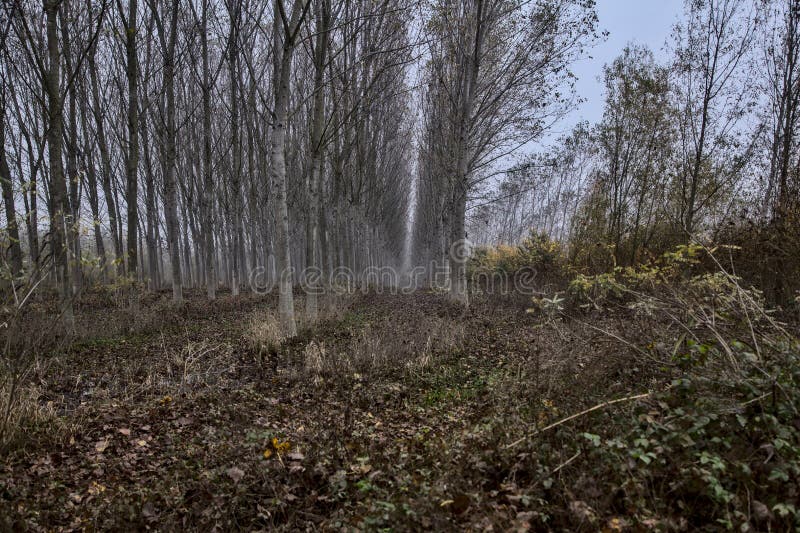 Birch Tree Plantation in Autumn with almost Bare Trees Stock Image ...