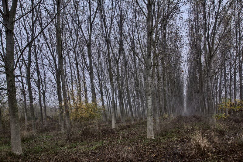 Birch Tree Plantation in Autumn with almost Bare Trees Stock Photo ... Birch Tree Plantation in Autumn with almost Bare Trees Stock Photo ...