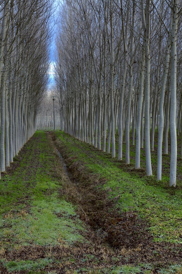 Birch Tree Plantation in the Italian Countryside in Winter Stock Image ...