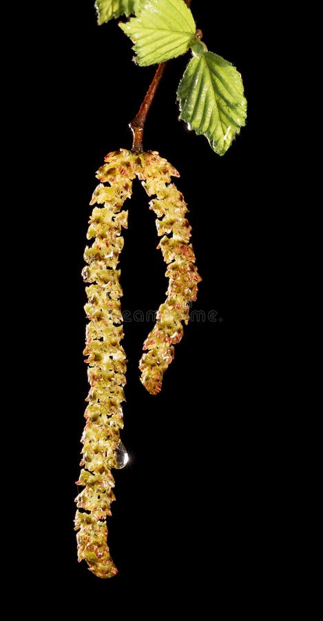 Birch Tree Seed Pod stock image. Image of leaves, nature - 59183289