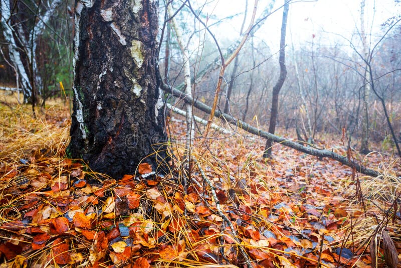 Birch Tree among Red Dry Leaves in a Mist and Light Stock Image - Image ...