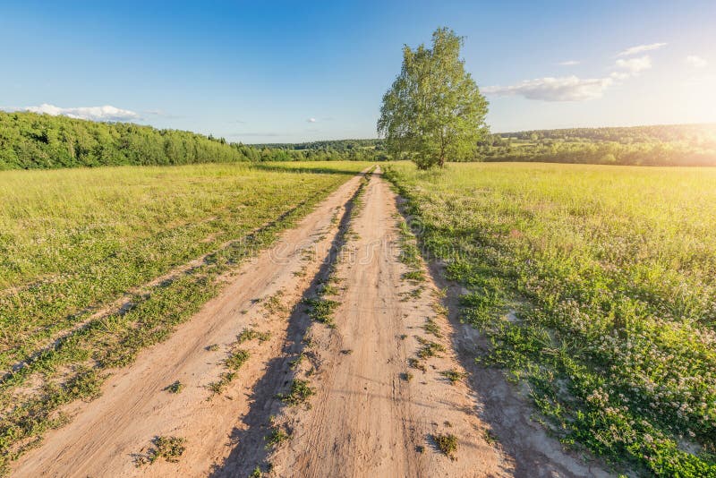Birch Tree by the Road on the Meadow at Summer Sunset Stock Photo ...