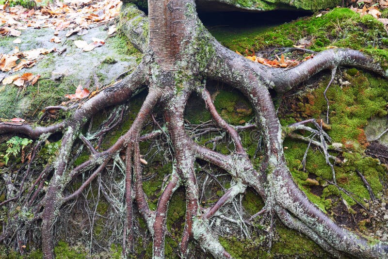 Growing Roots on Rock Boulder Stock Photo - Image of stone, nature ...