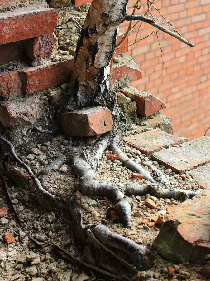 Birch Tree Roots Spreading through Broken Bricks on a Decaying Urban ...