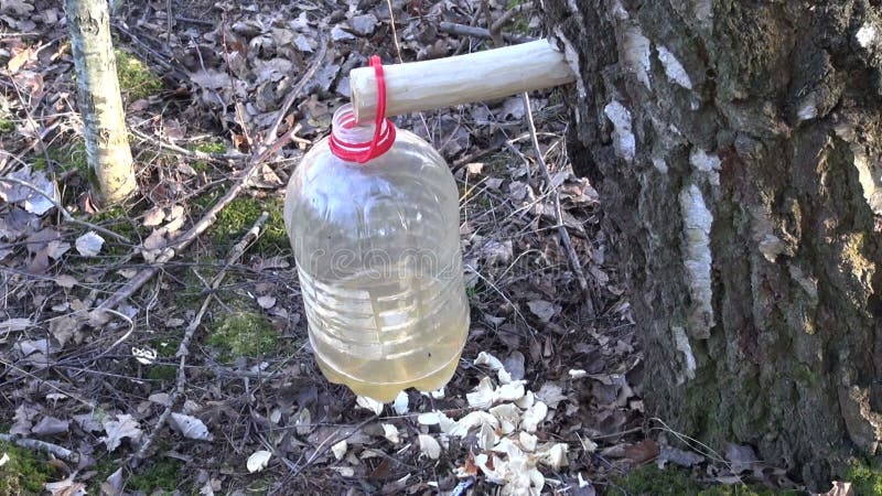 Birch Tree Sap Dripping in Big Plastic Bottle Stock Video - Video of ...