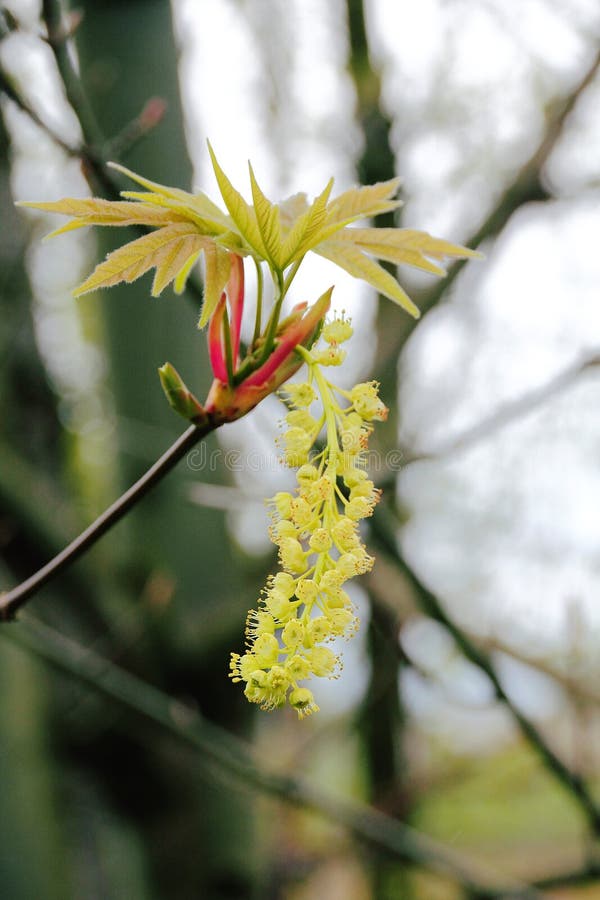 Birch Tree Seed Pod Stock Photos - Free & Royalty-Free Stock Photos ...
