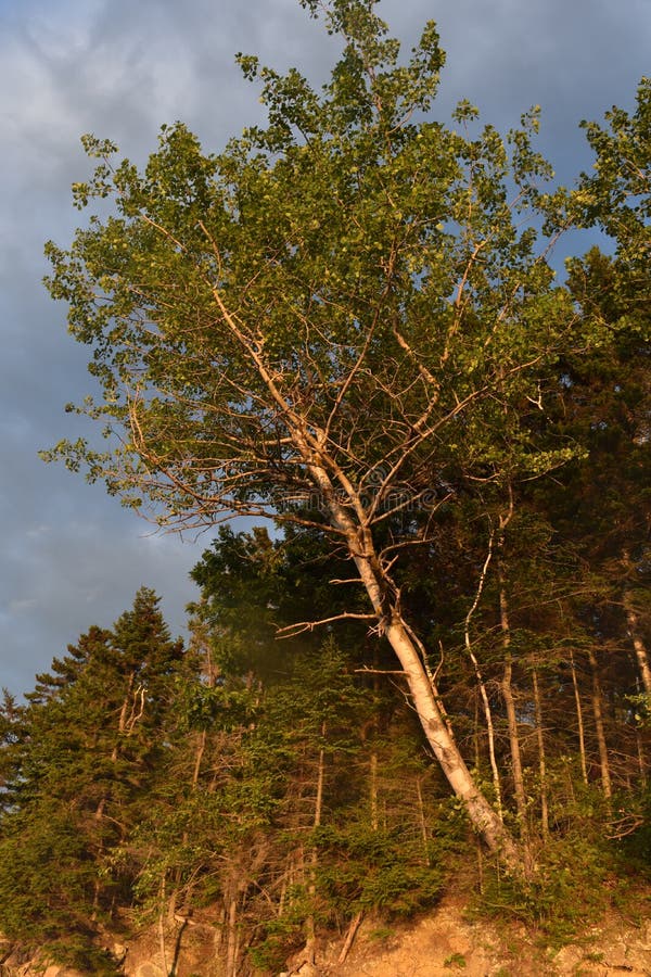A Birch Tree Shining in the Sun at Dusk Stock Image - Image of england ...