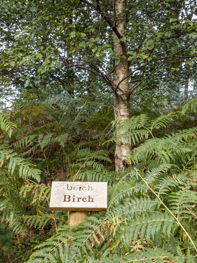 Birch Tree and Sign Explaining it Irish and English Including ...