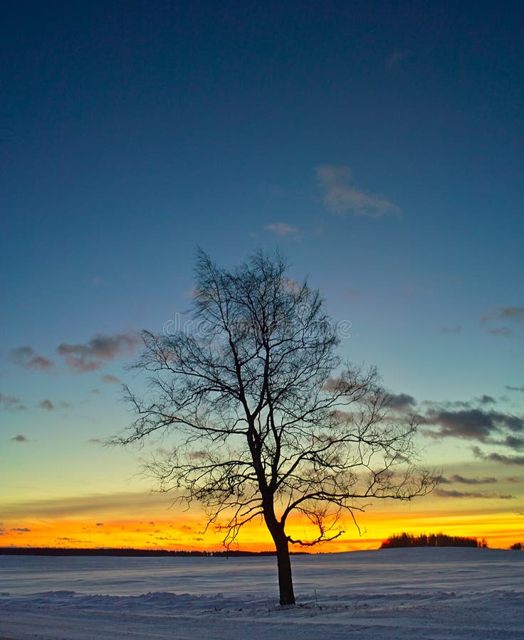 1,840 Silhouette Birch Tree Winter Stock Photos - Free & Royalty-Free ...