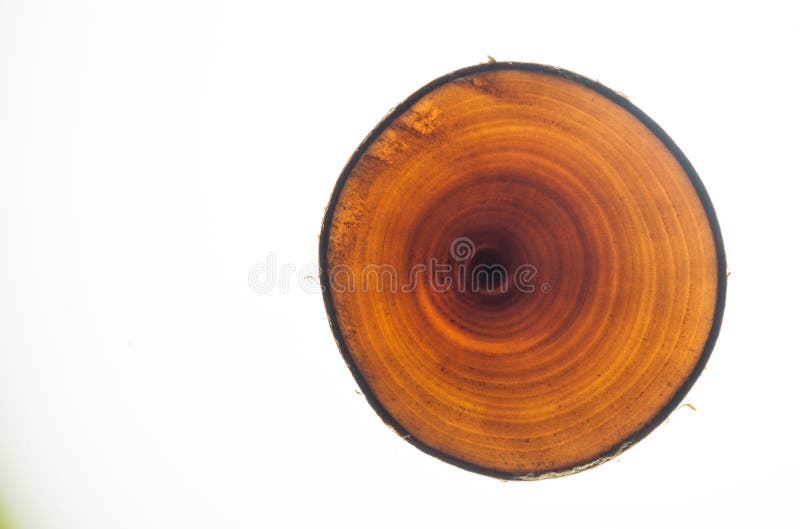 Birch Tree Slice with Year Rings Stock Photo - Image of white, plant ...
