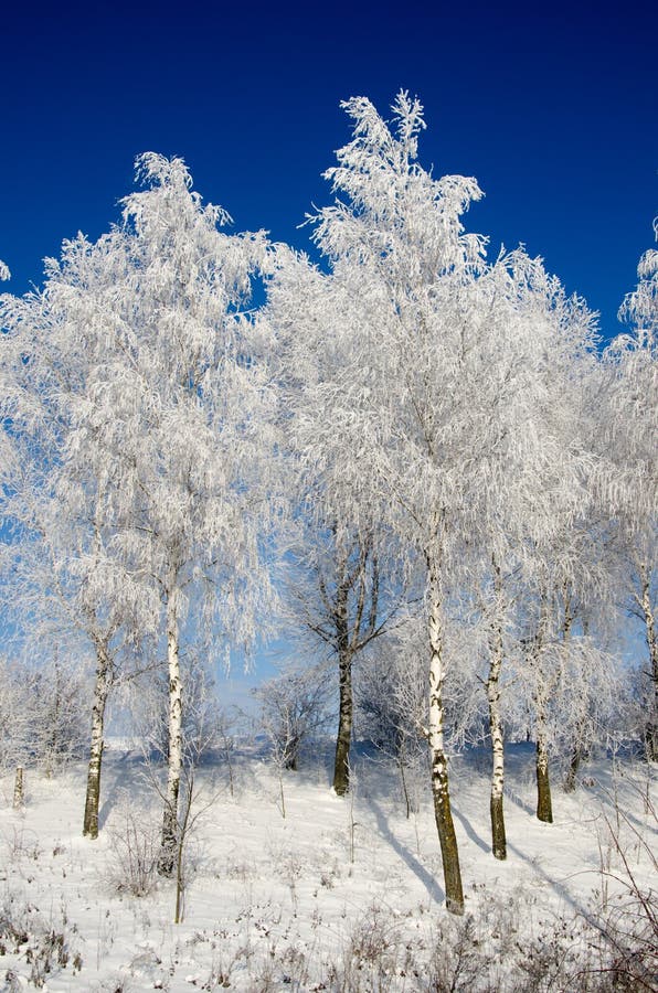 Birch tree in the snow stock photo. Image of weather - 134933510