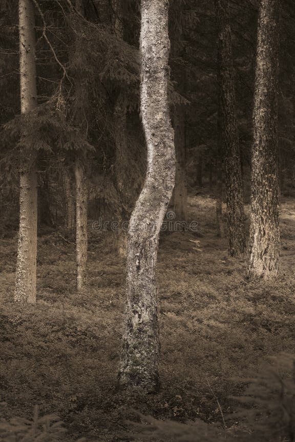 Birch Tree in Spooky Forest Stock Image - Image of scary, sunlight ...