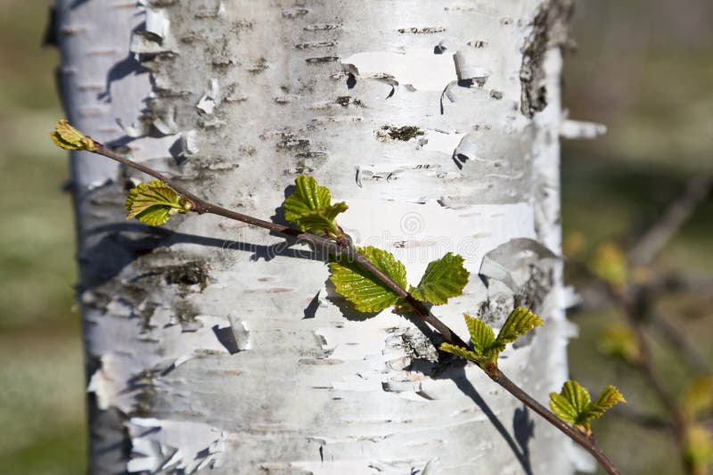 Birch tree in spring stock image. Image of twig, buds - 18634439