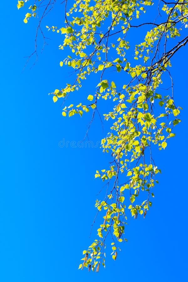 Birch tree at spring stock photo. Image of deciduous, rural - 7912914