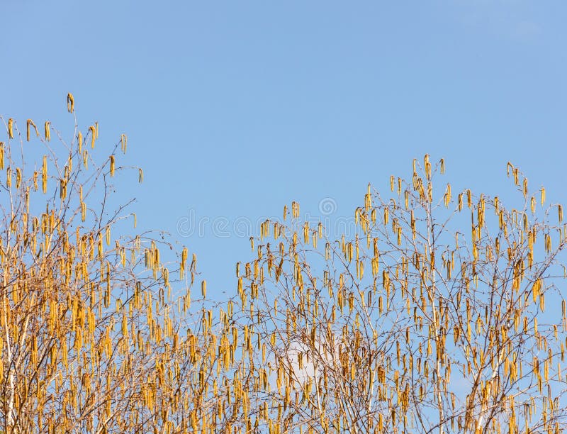 Birch tree in spring stock photo. Image of bark, scene - 82536536