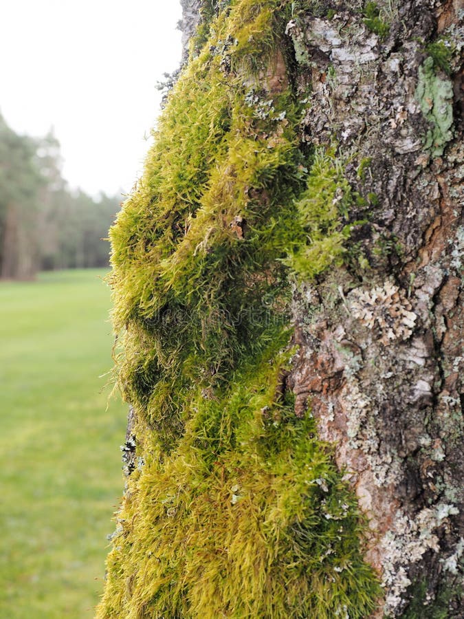 Birch Tree in Spring Covered on the West Facing Side with Thick Moss ...
