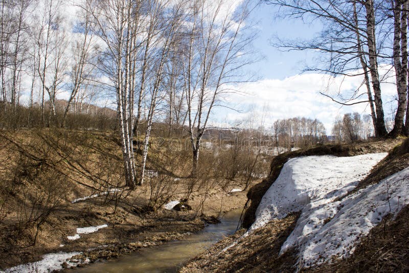The birch tree stock image. Image of landscape, tree - 102416395