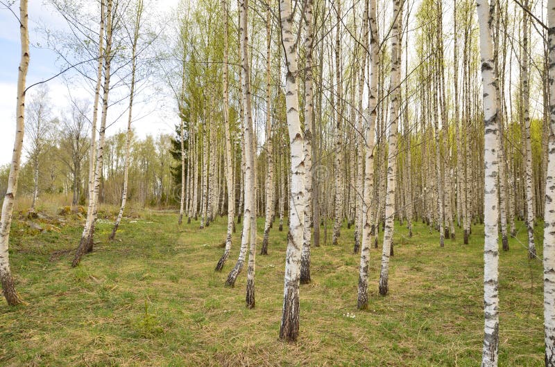 Birch tree in spring stock photo. Image of beauty, bark - 30893370