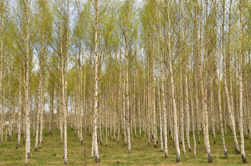 White Birch Trees stock photo. Image of tree, landscape - 14405604