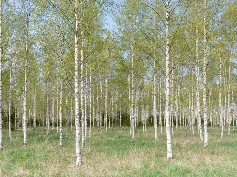 Birch tree in spring stock image. Image of spring, fresh - 147350055