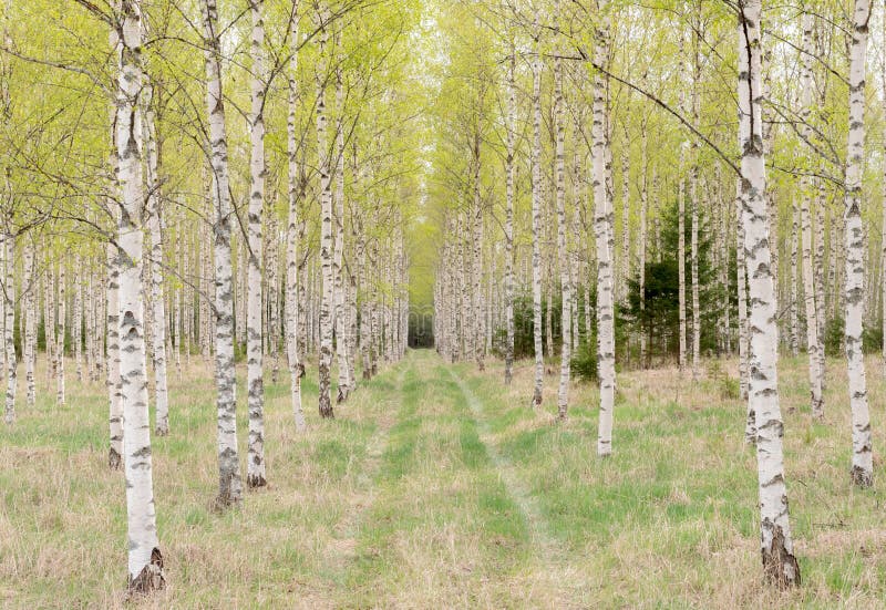 Birch tree in spring stock image. Image of leaves, colorful - 147350123