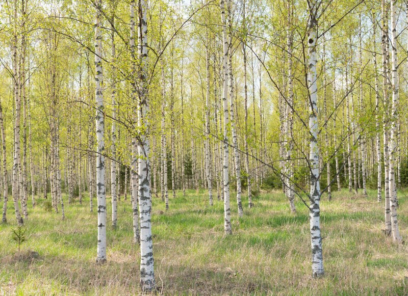 Birch tree in spring stock photo. Image of sweden, scandinavia - 31058264