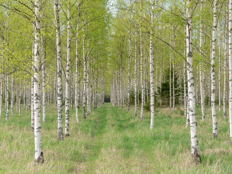 Birch tree in spring stock image. Image of beauty, colorful - 147350163