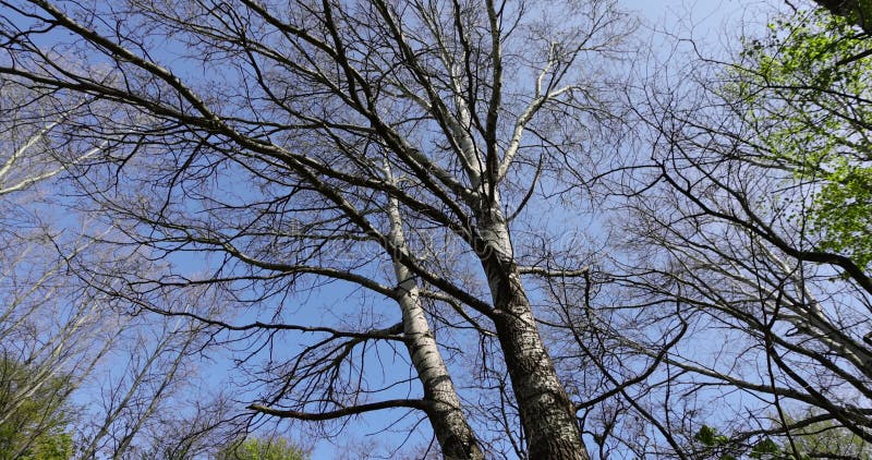 Birch Tree in the Spring Season, Spring Park Stock Video - Video of ...