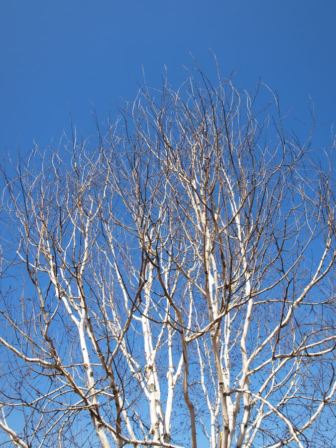 Birch Tree stock photo. Image of season, idyllic, clear - 30540914