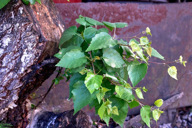 789 Birch Tree Sprout Stock Photos - Free & Royalty-Free Stock Photos ...