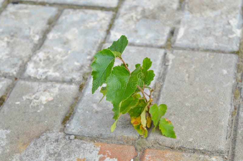 Birch Tree Sprout Growing from Pavement Stock Image - Image of tenacity ...