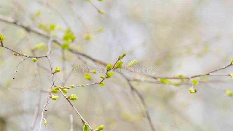 Birch Tree Sprout in the Spring. with the Arrival of Spring, a Newly ...