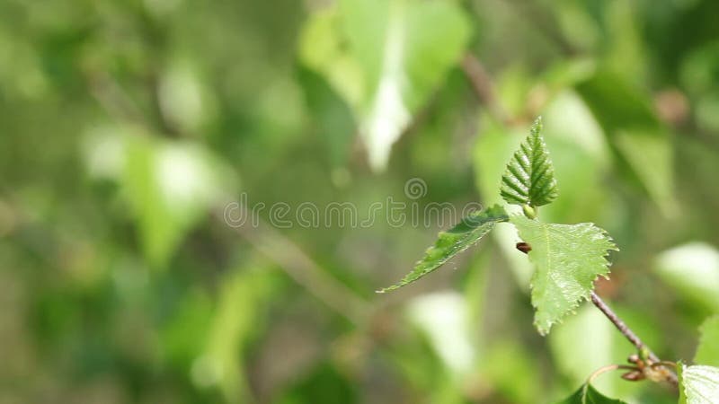 Birch Tree Sprout in the Spring - Slight Wind Movement Stock Video ...