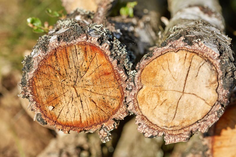 Birch-tree in stack. stock image. Image of environment - 176181441