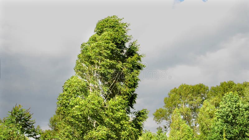 Strong Wind Blowing Against the Paddy Plants. Stock Footage - Video of ...