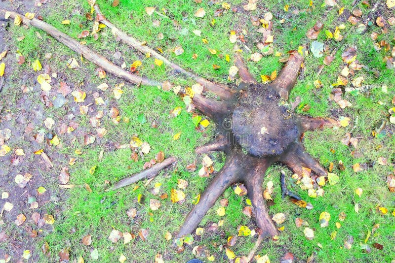 Birch Tree Stump with Roots. Stock Photo - Image of line, nature: 76887080