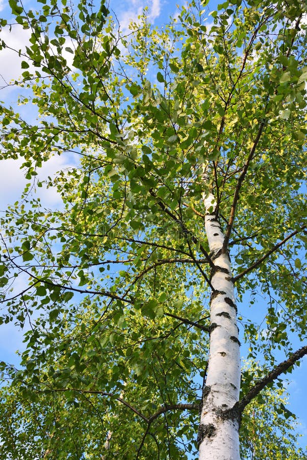 Birch tree at summer stock photo. Image of birch, light - 73740828