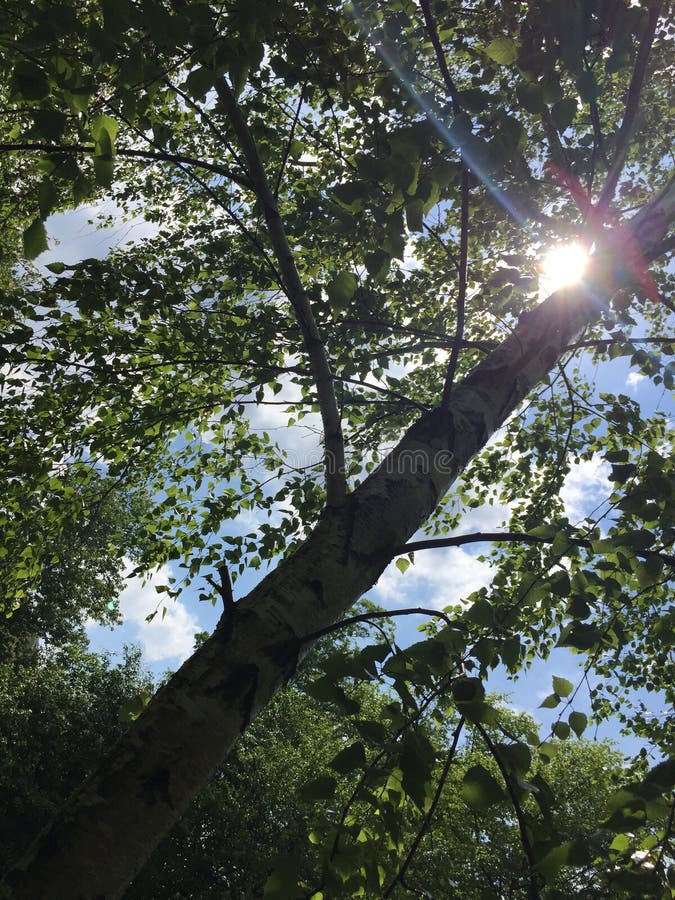 Birch tree stock image. Image of grove, vegetation, light - 77411433