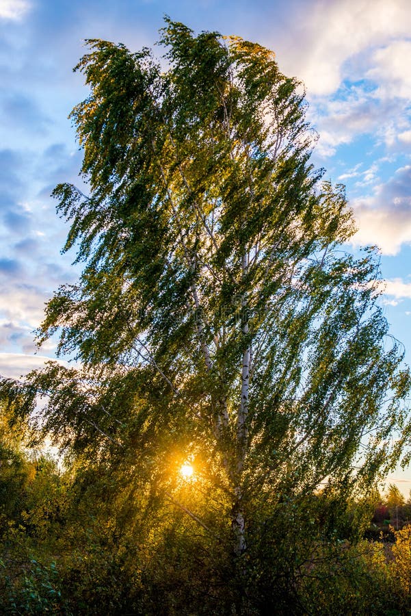Birch tree at sundown stock photo. Image of season, shine - 78335716