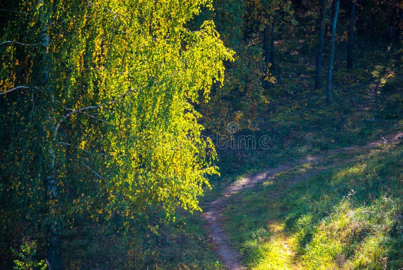 Birch Tree at Sunlight and Path in Forest Stock Image - Image of nature ...