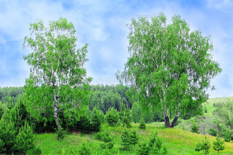 Birch tree stock photo. Image of nature, scene, summer - 49392056
