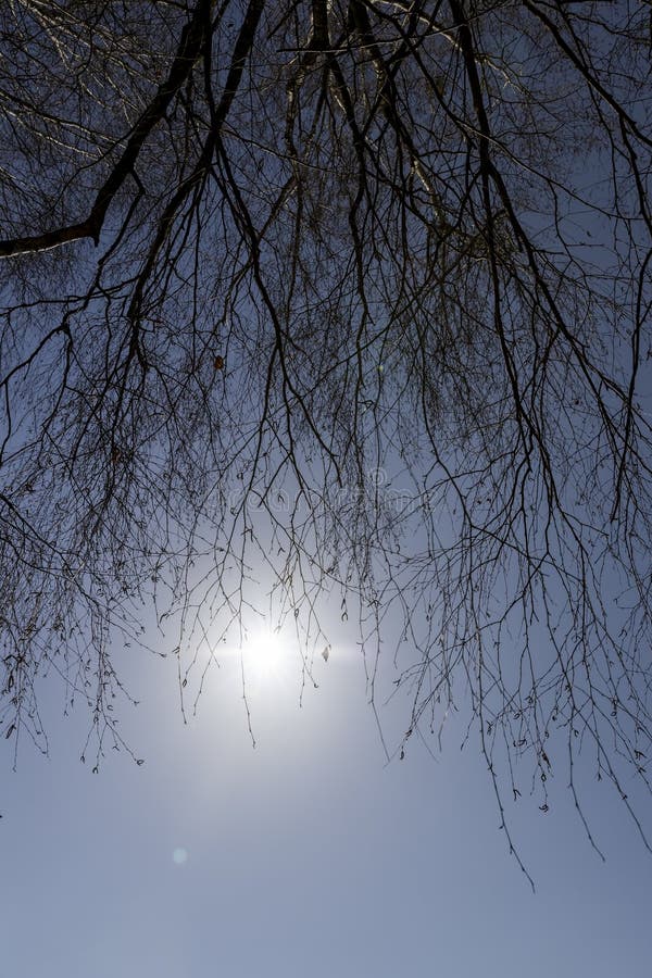 Birch Tree in Sunny Weather in Early Spring, Birch Tree Stock Image ...