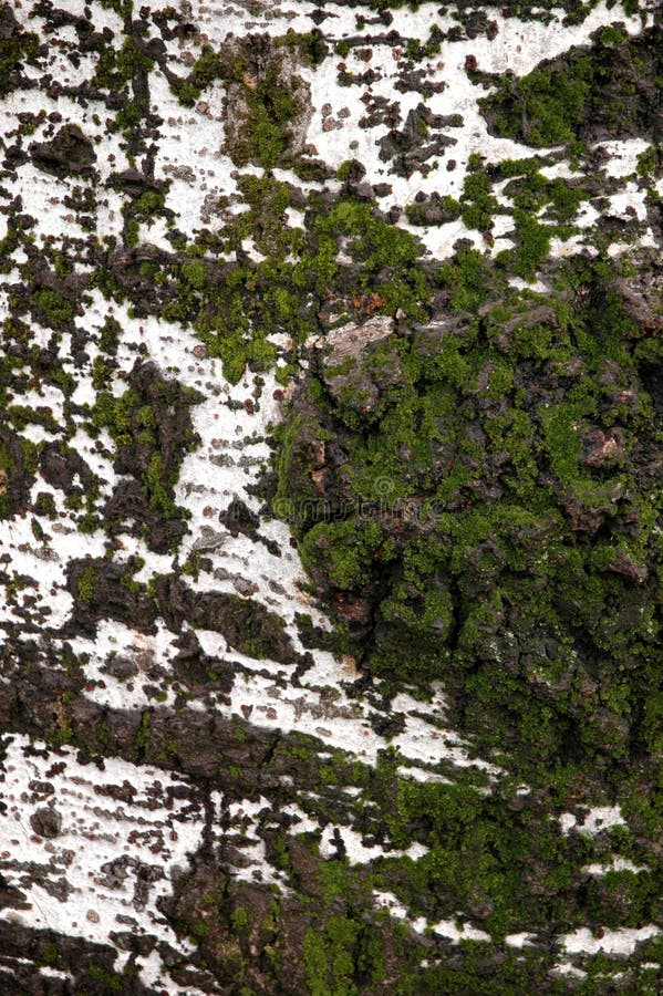 Birch tree surface stock photo. Image of abstract, green - 55143768