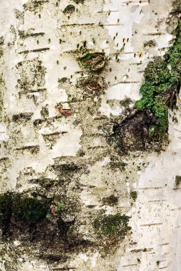 286 Yellow Mold Tree Bark Texture Stock Photos - Free & Royalty-Free ...