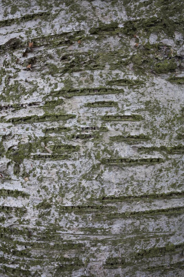 Birch Tree Texture Background Stock Image - Image of pattern, rock ...