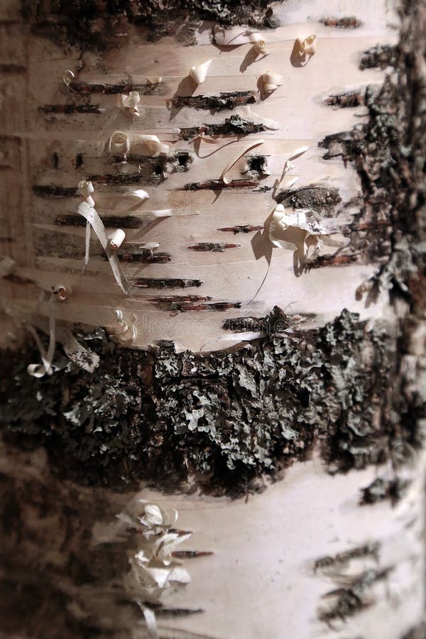 Birch tree texture stock image. Image of pattern, background - 70200093