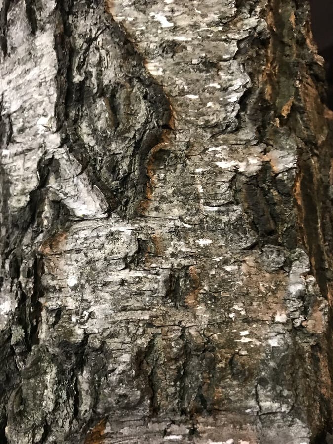 Birch tree stock image. Image of moss, natural, birch - 129884987