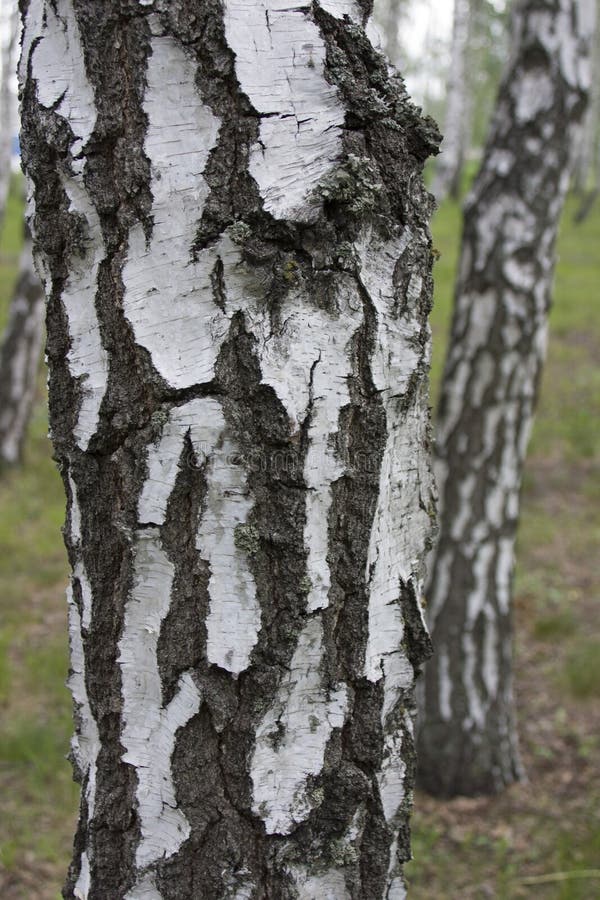 Birch Tree stock photo. Image of natural, environment - 60480586