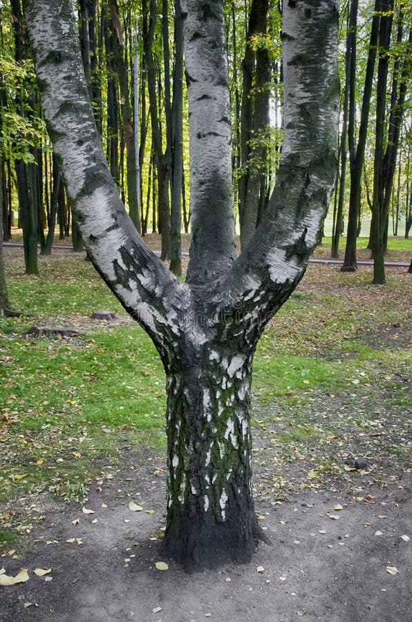 A Birch Tree with Three Trunks Stock Photo - Image of brown, moss: 59207612